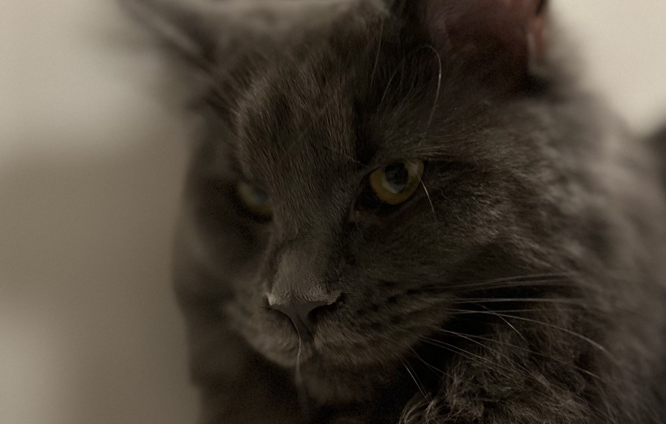 Maine Coon Kittens for sale in Florida - Maine Coon Hut